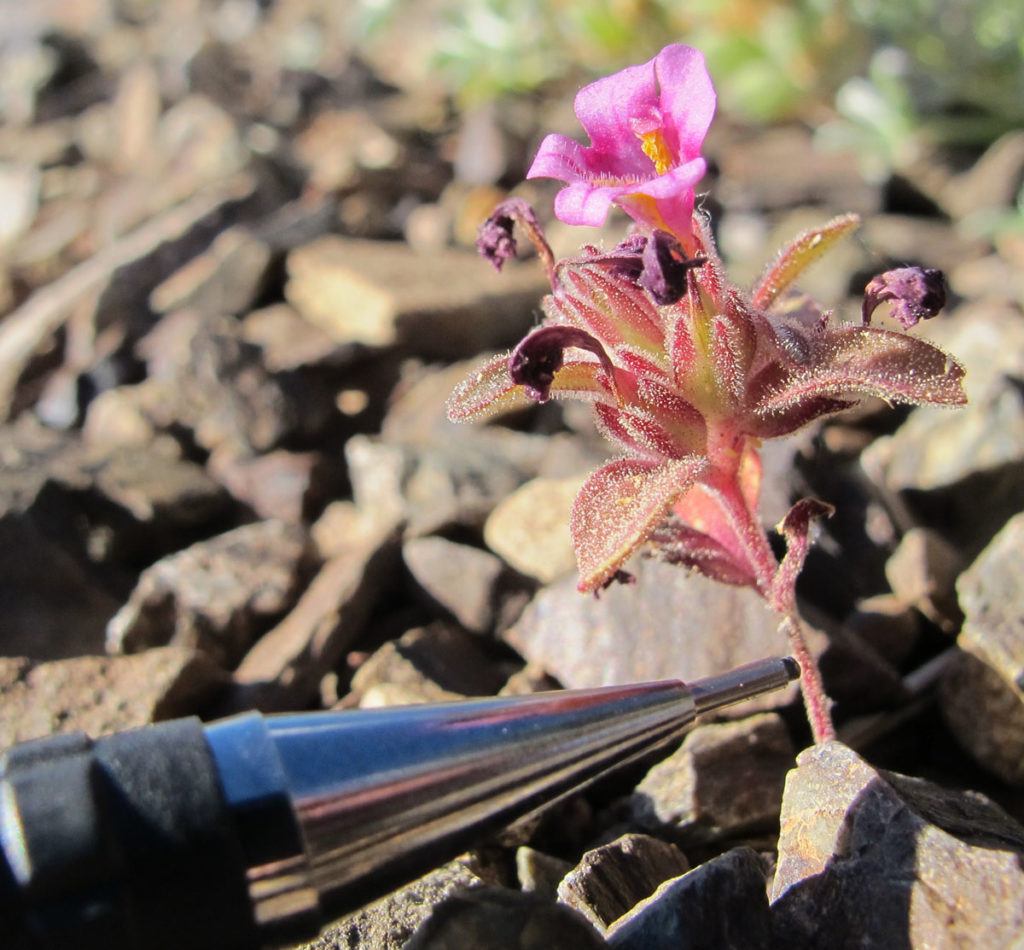 Bigfoot Trail Begins - Bigfoot Trail