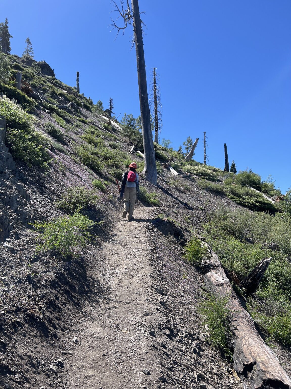 Yolla Bolly - Middle Eel Wilderness 2024 - Bigfoot Trail